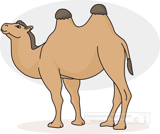 Free front view of two humped bactrian camel black outline - Classroom ...
