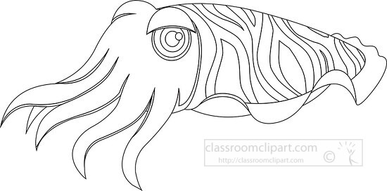 yellow orange cuttlefish mollusc black white outline black white ...
