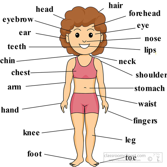 Anatomy Clipart Girl anatomy body parts labeled 2 Classroom Clipart Anatomy Clipart Girl anatomy body parts labeled 2 Classroom Clipart